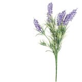 Ukrasna lavanda 32 cm | Eponuda.com