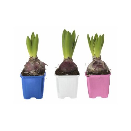 Cveće u saksiji zumbul | ePonuda.com