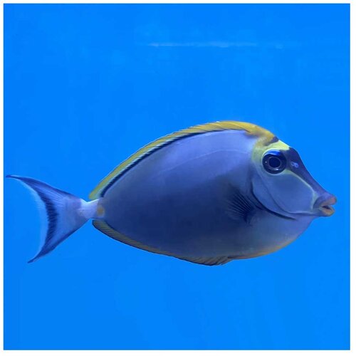 Live fish naso elegans - blonde naso tang | Eponuda.com