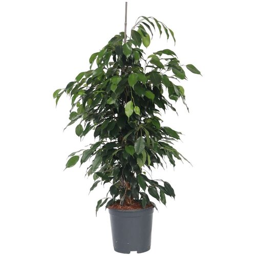 Plant in a Box Fikus benjamin - Ficus benjamina 'Danielle' - Višina 100 ...