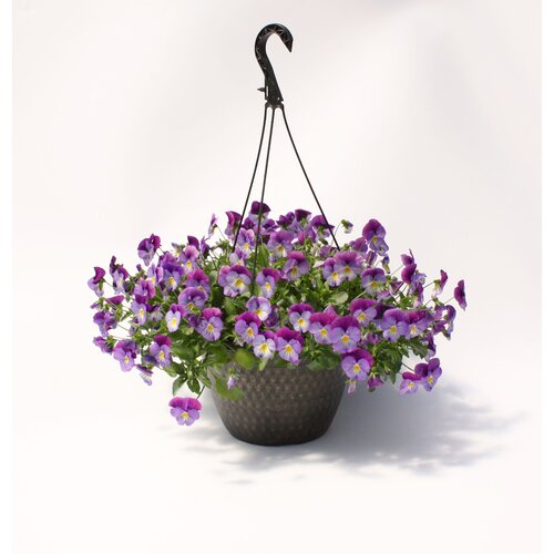 VIOLA endurio | Eponuda.com