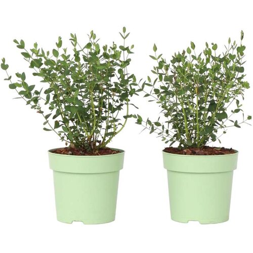 Plant in a Box evkalipt - 2 kos - eucalyptus parvifolia 'oliva ...