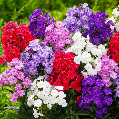 Royal De Ree Lukovica Plamenac, floks - Phlox Paniculata Mix 2/1 ...