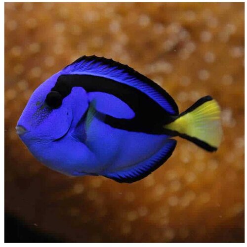 Live fish paracanthurus hepatus - blue tang | Eponuda.com