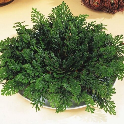 Royal De Ree Rose of Jericho 1/1 | ePonuda.com