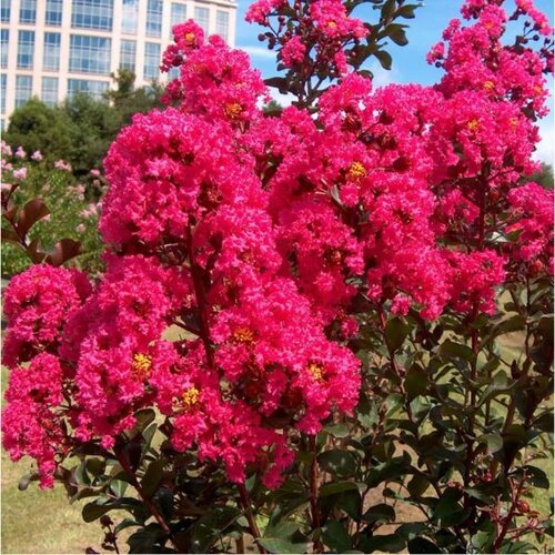 Lagerstroemia indica mix - c5 l - 40/60 cm | Eponuda.com
